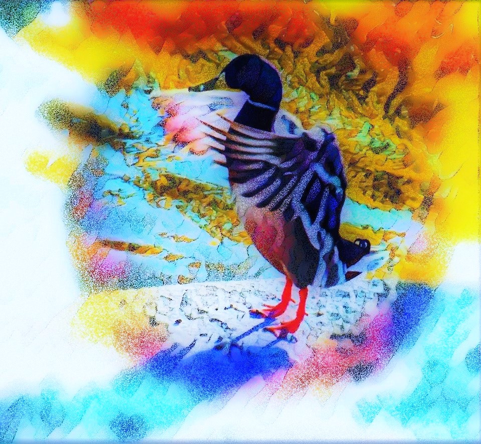 A Splash of Duck – a sprinkle of faith